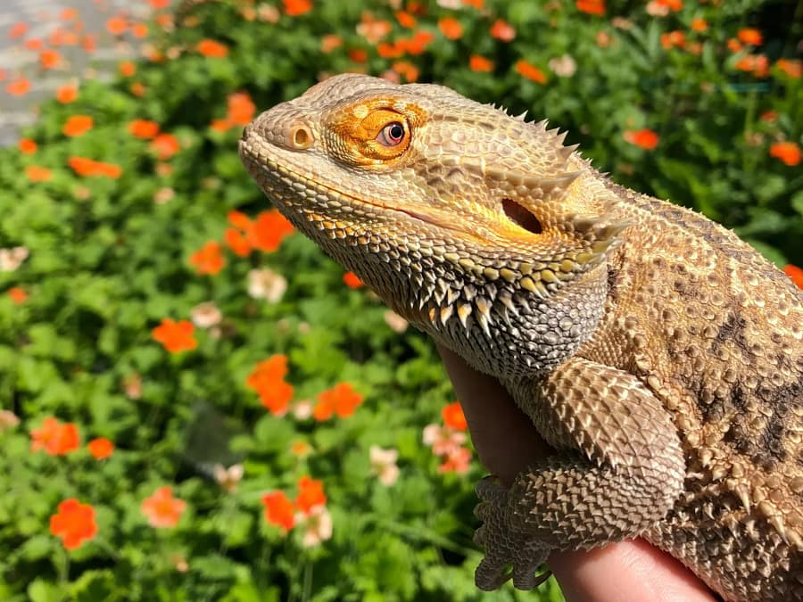 7 Proven Ways on How to Make a Bearded Dragon Happy